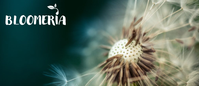 Home - Bloomeria